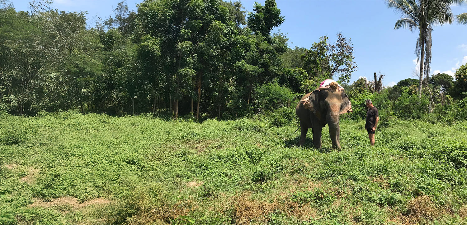 Éléphant Coaching et Stage avec Éléphants | Voyage Incentive